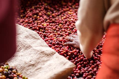 Cup Of J Kenya Mukarimu Ab And Ethiopia Washed Demeka Becha Dapper