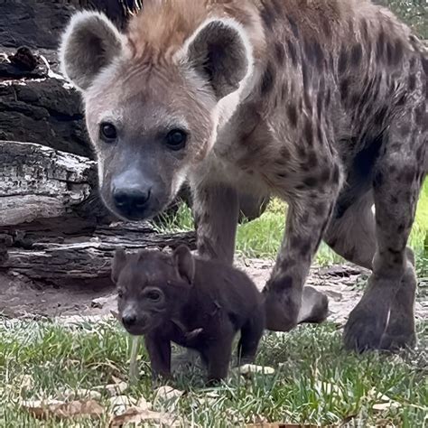 Spotted Hyena ‘malika At Altina Zoo Gives Birth To Cub Through Her