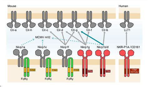 The Diverse Roles Of C Type Lectin Like Receptors In Immunity Semantic Scholar