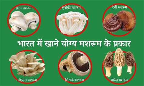 भारत में खाने योग्य 6 सबसे महत्वपूर्ण मशरूम के प्रकार 6 Best Types Of