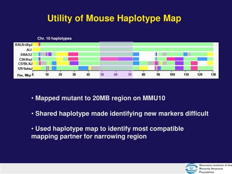 Ppt Towards A Complete Mouse Haplotype Map Powerpoint Presentation