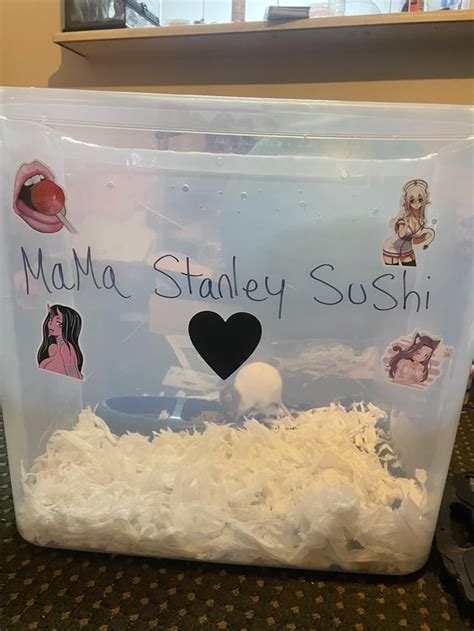 Is My Rat Pregnantpregnant Rat Care Rpetrat