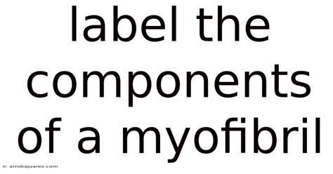 Label The Components Of A Myofibril