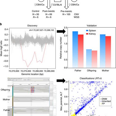 Pdf The Genome Wide Effects Of Ionizing Radiation On Mutation Induction In The Mammalian Germline
