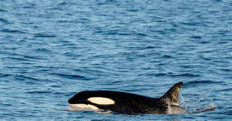 Orcas ¿ballenas Asesinas Descubre Por Qué Se Les Califica Así