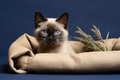 娇柔的猫高清图片下载 正版图片600752257 摄图网