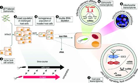 A Generic Dual Rna Seq Workflow Analyzing Total Mixed Rna After Double Download Scientific