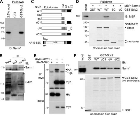 Sarm1 Interacts With The Cytoplasmic Domain Of Sdc2 A Gstsdc2