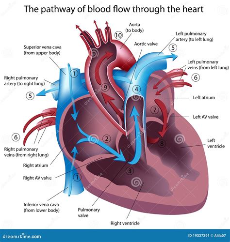 Pathway Of Blood Flow Through The Heart Stock Image Image