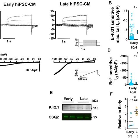 Rapid Component Of The Delayed Rectifier K⁺ Current Ikr And Basal