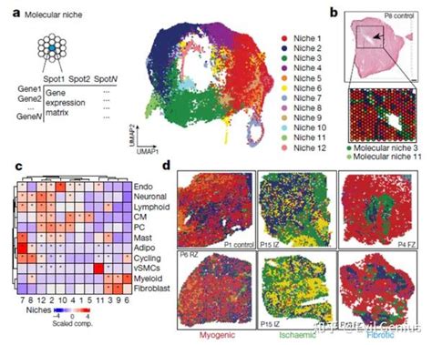 空间转录组基础分析之整合篇 知乎