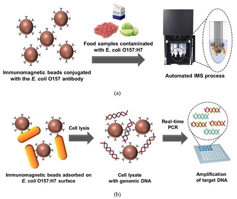 Detection Of E Coli O157h7 In Food Using Automated Immunomagnetic Separation Combined With