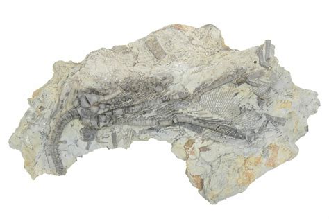 3 1 Fossil Crinoid Abrotocrinus Monroe County Indiana 232141