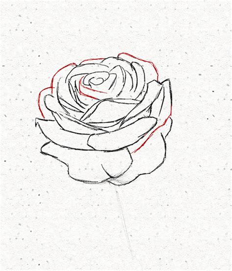 How To Draw A Realistic Rose For Beginners Step By Step
