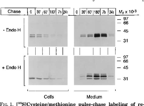 Figure 1 From Lysosomal Targeting Of Palmitoyl Protein Thioesterase Semantic Scholar