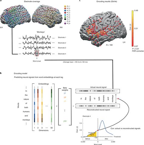 Linear Encoding Model Used To Predict The Neural Responses To Each Word Download Scientific
