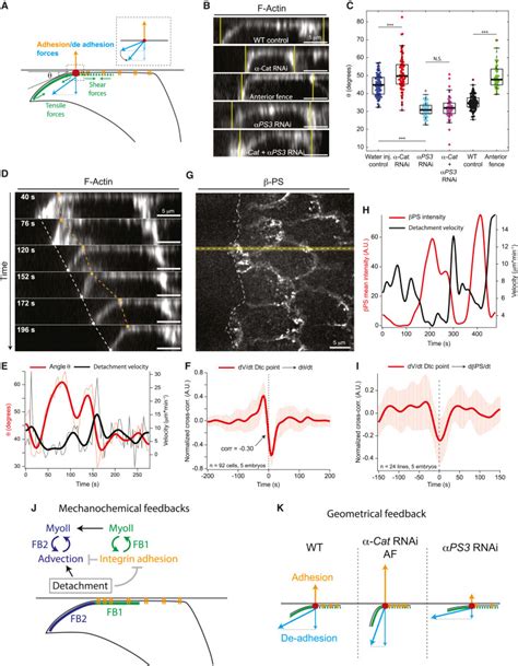 Mechanical Regulation Of Substrate Adhesion And De Adhesion Drives A Cell Contractile Wave