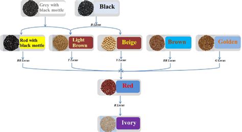 Dominant And Recessive Relationships Of Seed Coat Colour Loci In Adzuki Download Scientific