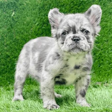 Merle Fluffy Frenchies