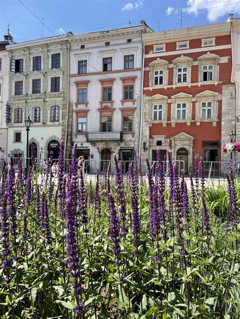 На площі Ринок у Львові висадили нові квіти фото — Lviv Media