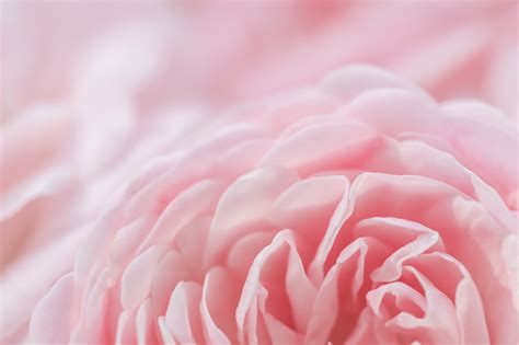 부드러운 초점 추상적 인 꽃 배경 핑크 로즈 플라워 휴일 디자인에 대한 매크로 꽃 배경 0명에 대한 스톡 사진 및 기타 이미지 Istock