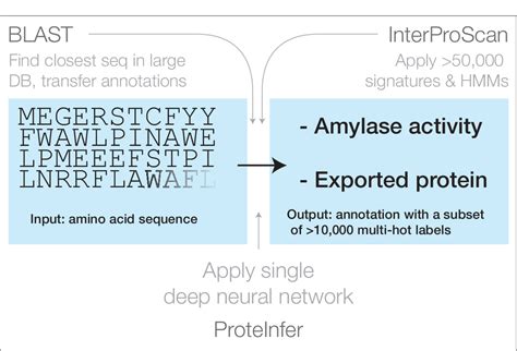 Figure 1 From Proteinfer Deep Neural Networks For Protein Functional