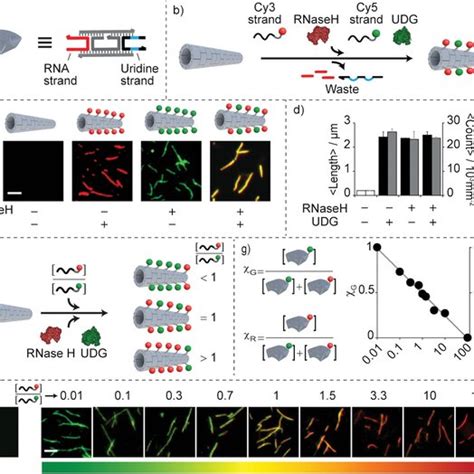 Dynamic Decoration Of Dna‐based Scaffolds A Cartoon Of The Download Scientific Diagram