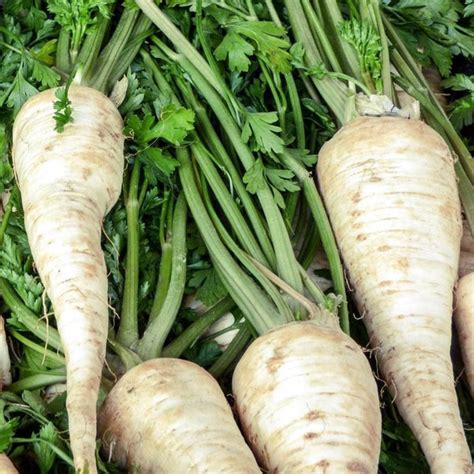 Buy Parsnip Seeds Online Happy Valley Seeds Buy Parsnip Seeds Online Happy Valley Seeds