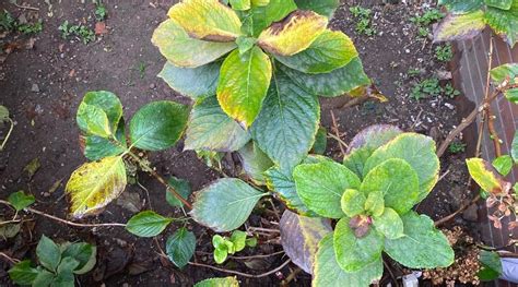 7 Signs Of An Underwatered Hydrangea