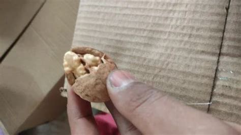 Kashmiri Walnut Giri Packaging Size 1kg At Rs 380 Kg In Pampore Id 2852360931073