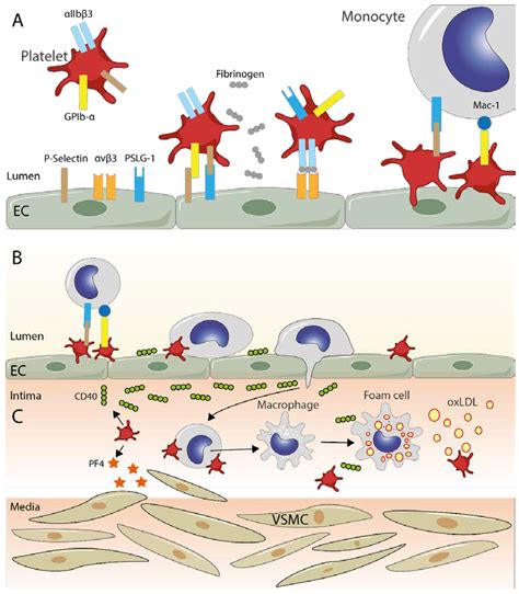 Fibrinogen Platelet