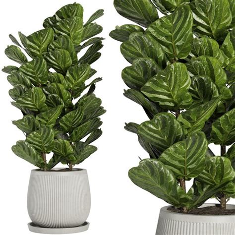 Indoor Plant Set 26 3d Model Download Maxve