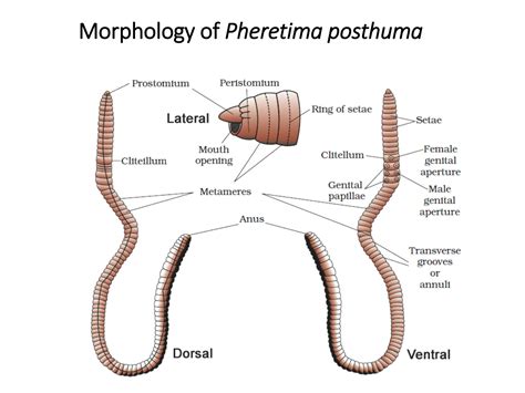 Solution Detailed Study Of Pheretima Posthuma Earthworm With Proper