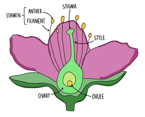 Plant Reproduction