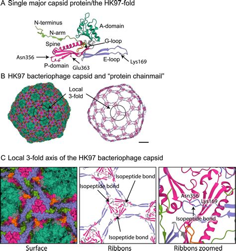 Bacteriophage Structure Capsid