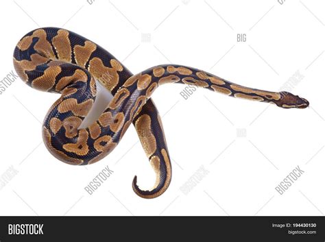 Python Regius Tongue Image And Photo Free Trial Bigstock