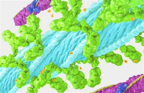 Mission Cytokinetics