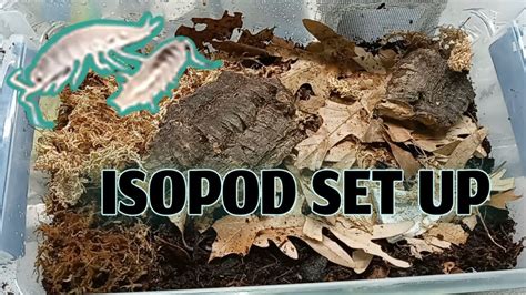 How To Make An Isopod Enclosure Plus Unboxing From Dubia Roaches Youtube