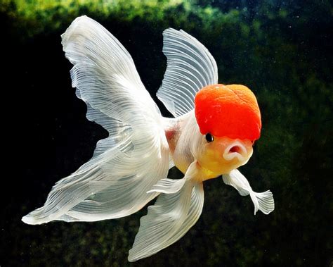 6 Jenis Ikan Hias Air Tawar Dengan Warna Yang Indah Satu Jam