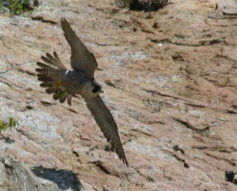 Sea Otters And Peregrine Falcons At Morro Rock