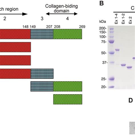 Ni Nta Pull Down Assay Ab Demonstration Of Mdsred 8h7scfv And Aapp