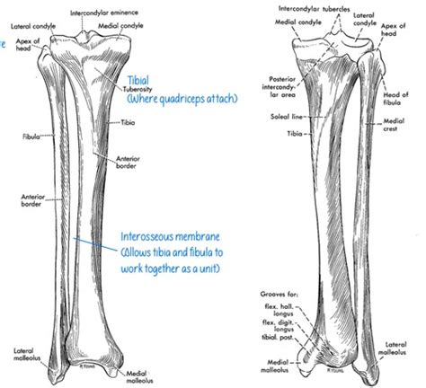 Lecture 30 Lower Limb 2 Thigh Flashcards Quizlet