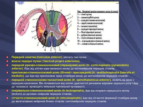 Зовнішня і внутрішня будова спинного мозку Оболони спинного мозку
