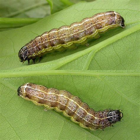 Small Quaker Naturespot