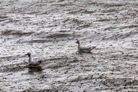 갈매기 새 비 Pixabay의 무료 사진 Pixabay