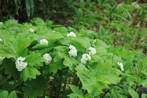 まるでガラス細工雨にぬれると透き通る不思議なお花とは withnewsウィズニュース