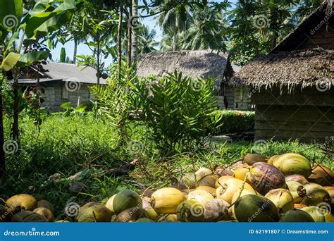Coconuts Palms And Local Houses Stock Image Image Of Adventure