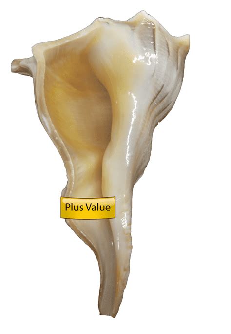 [100 ] Conch Png Images