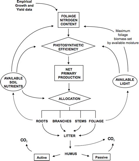 Schematic Illustration Of The Key Ecosystem Processes And Flows Download Scientific Diagram