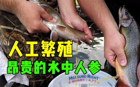 虹鳟鱼的养殖和加工，最贵的淡水鱼之一 妖哥新视野 妖哥新视野 哔哩哔哩视频